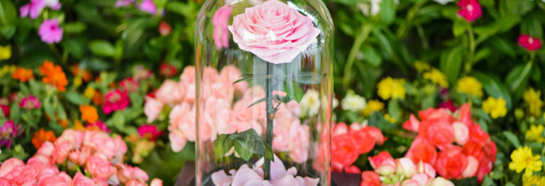 Pour quelles raisons offrir une rose éternelle en cadeau